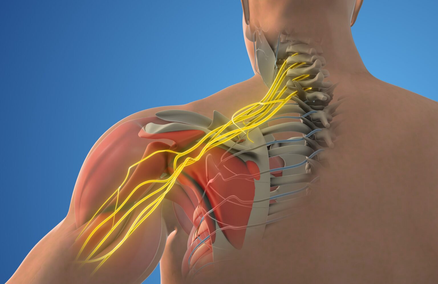 MRI of Upper Extremity | Greater Waterbury Imaging Center